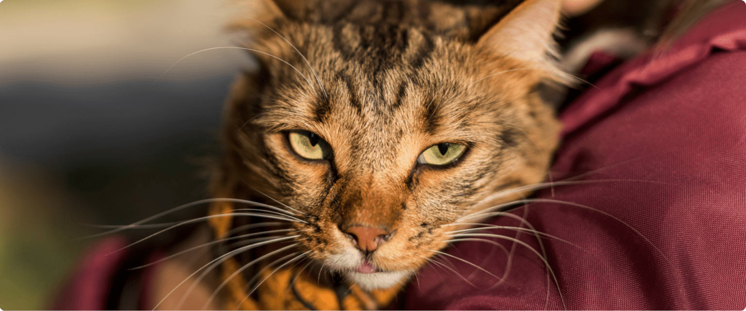Comment calculer l'âge d'un chat ? - Boutique du Chat